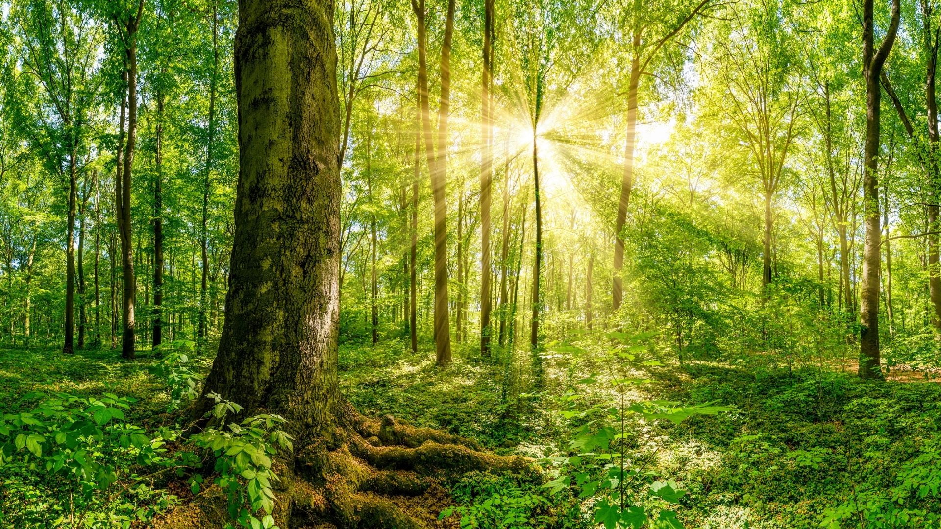 Take A Break | Forest Bathing Vs. Beach Bathing - Jenny Reilly Consulting